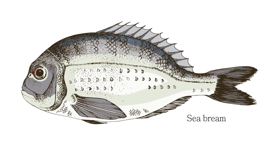 Gilt-head bream fish Royalty Free Vector Image