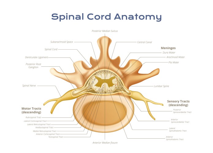 Human body central brain spinal cord Royalty Free Vector