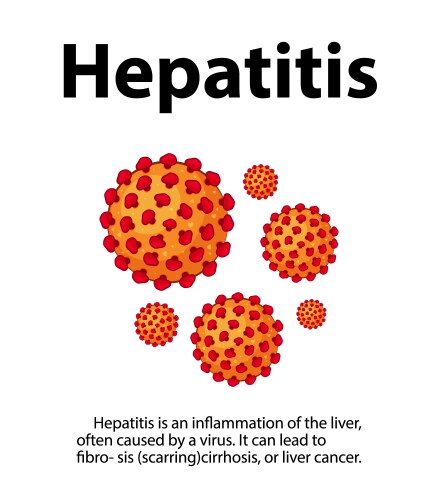 Diagram of hepatitis b virus particle structure Vector Image