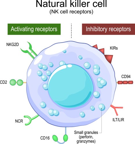 Nk Cells Vector Images (50)