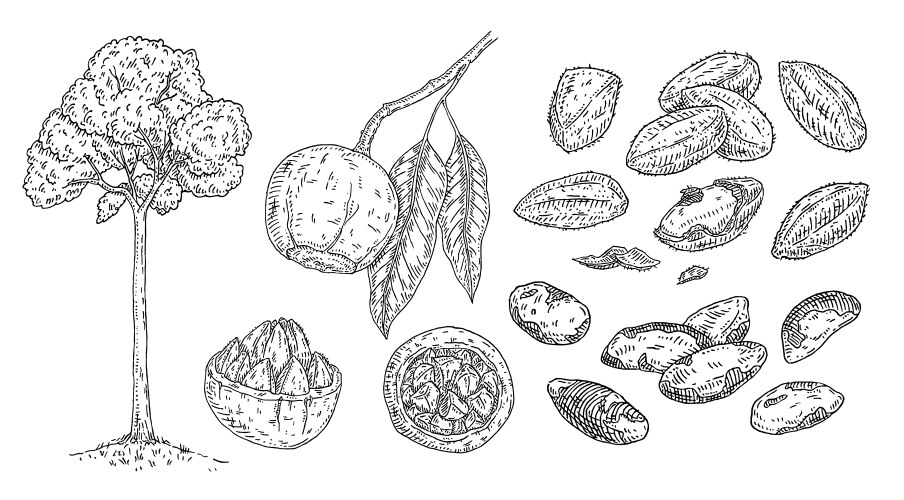 Nuts big set Royalty Free Vector Image - VectorStock