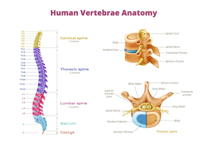 Human vertebrae anatomy infographics Royalty Free Vector