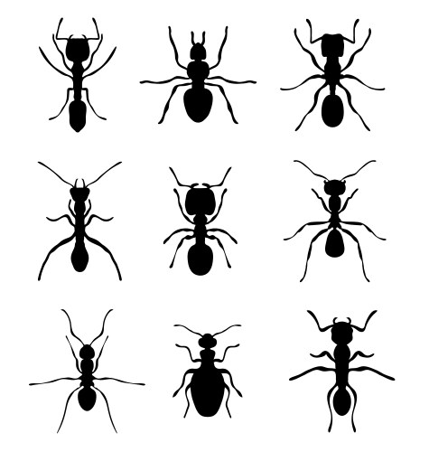 Smiling ants Royalty Free Vector Image - VectorStock