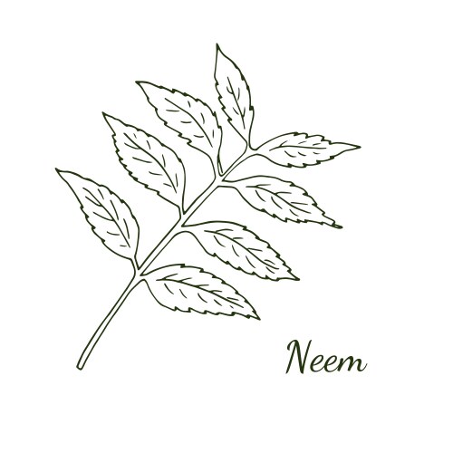 Neem Vector Images (over 550)