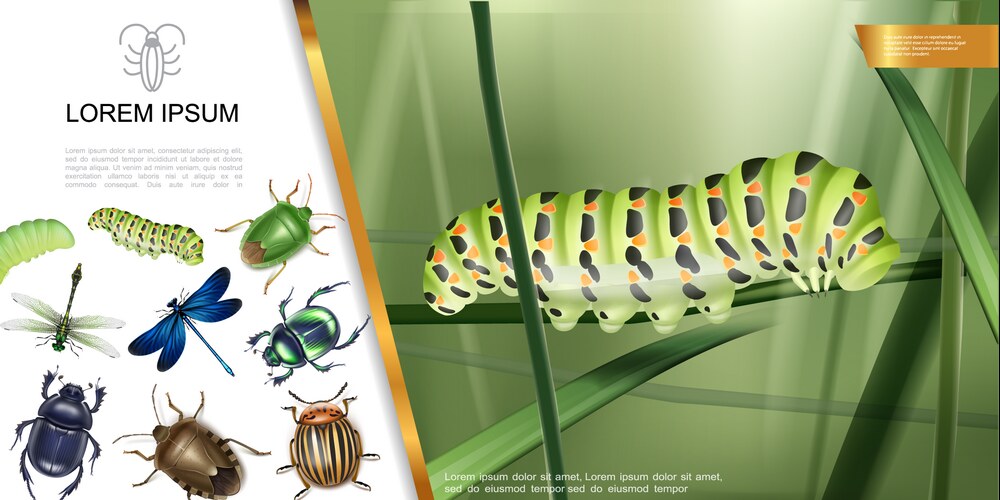 Insects Vector Images (over 210,000)