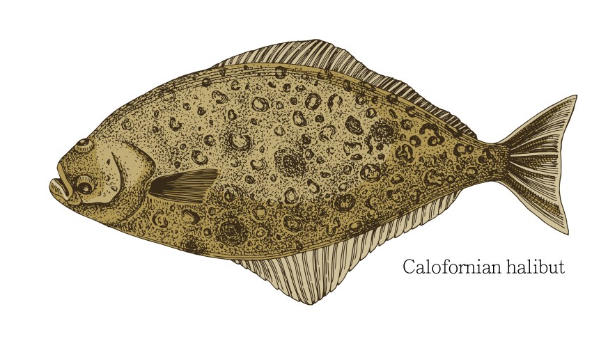Pacific halibut fish watercolor sketch line art Vector Image