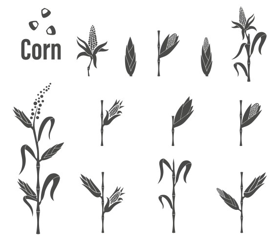 Corn Vector Images (over 110,000)