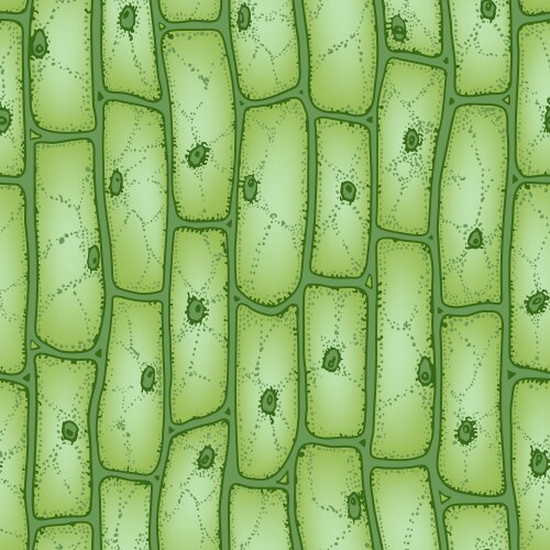 Plant Cell Vector Images (over 10,000)