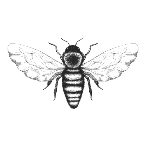 Honey bee vintage drawing hand drawn Royalty Free Vector