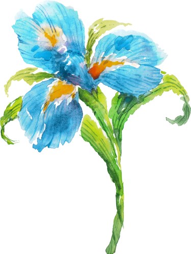 Beautiful watercolor iris flower Royalty Free Vector Image