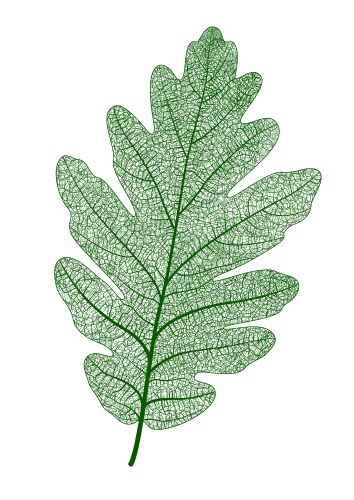 Oak Leaf Vector Images (over 57,000)