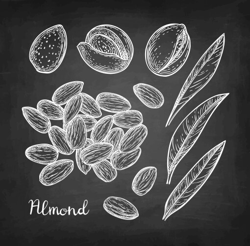 Almond Sketch Vector Images (over 2,400)