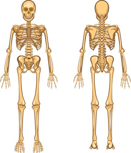 Spine Cartoon Vector Images (over 7,800)