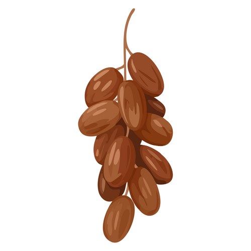 Ramadan dried dates fruit cluster icon – Royalty-Free Vector | VectorStock