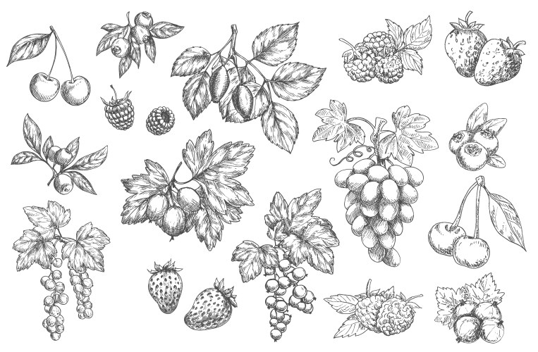 Collection of hand drawn sketched berries Vector Image