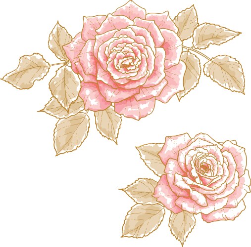 Roses Royalty Free Vector Image - VectorStock
