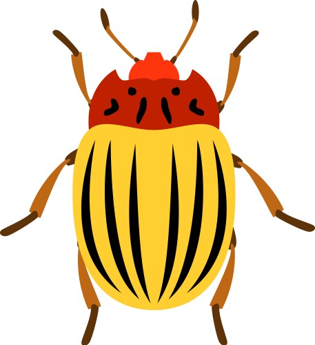 Potato beetle insect cartoon Royalty Free Vector Image