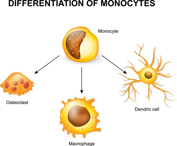 Anatomical structure of monocytes blood cells Vector Image