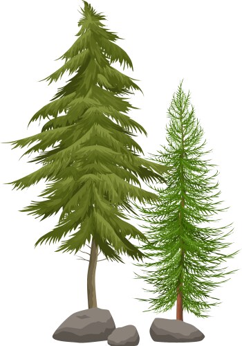 Realistic pine trees set Royalty Free Vector Image