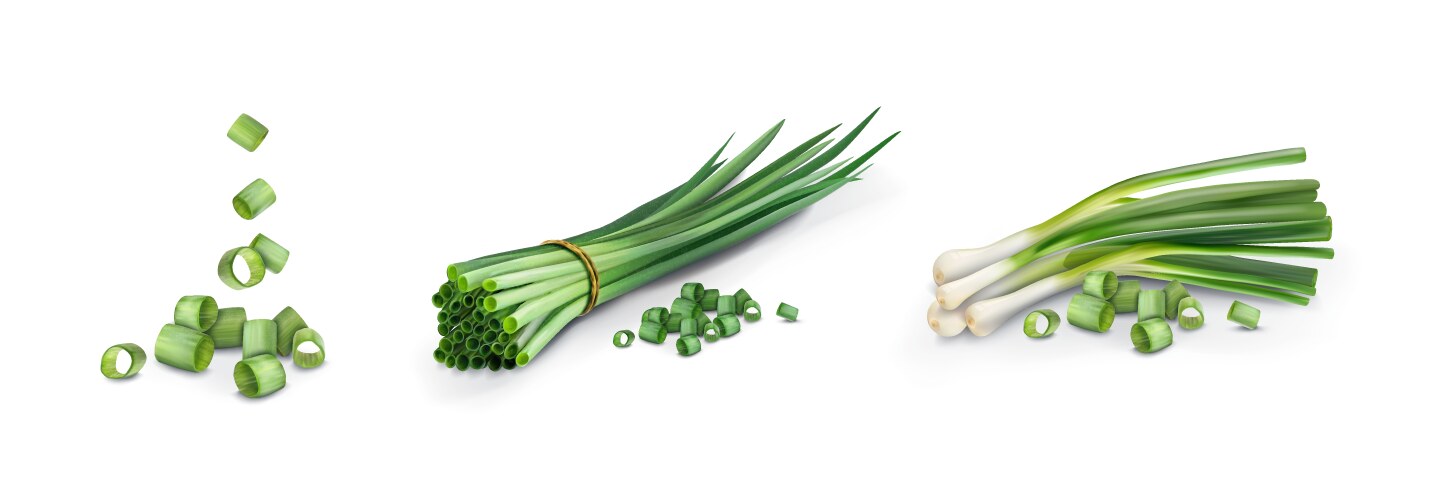 Whole and sliced white onion with chopped onions Vector Image