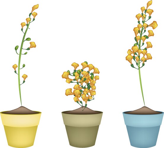 National flower of myanmar yellow padauk flowers Vector Image