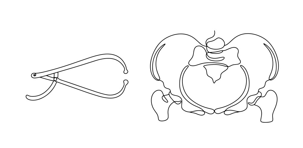 Pelvis Drawing Vector Images (over 370)