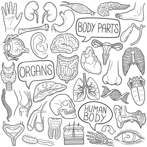 Human Spine Line Art Vector Images (over 710)