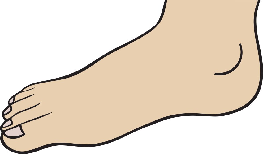 Human foot cartoon isolated Royalty Free Vector Image