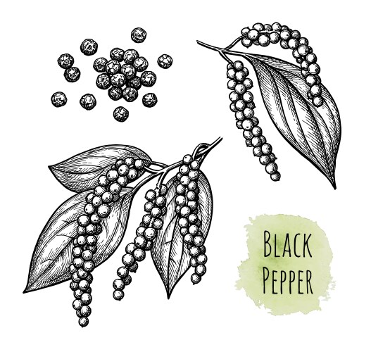 Black Pepper Vector Images (over 45,000)