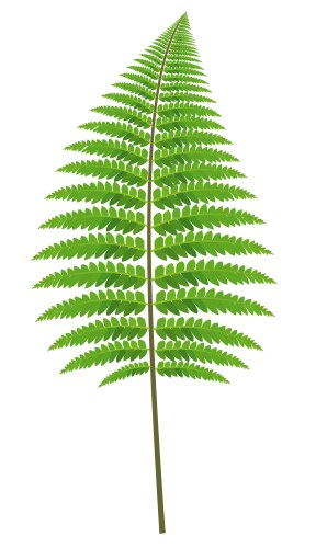 Fern plant Royalty Free Vector Image - VectorStock