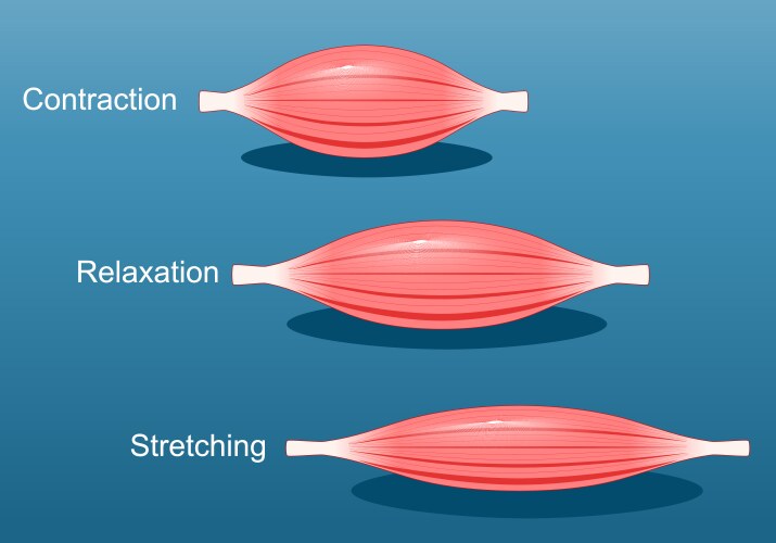 Anatomy biceps and triceps Royalty Free Vector Image