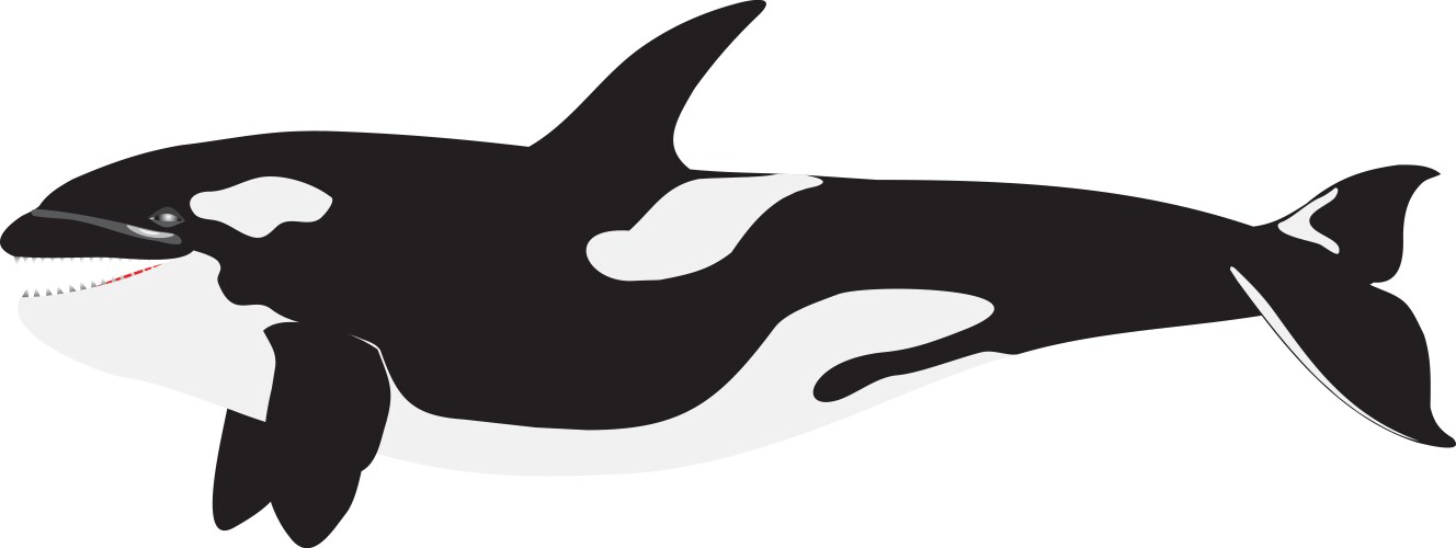 Orca Vector Images (over 3,800)