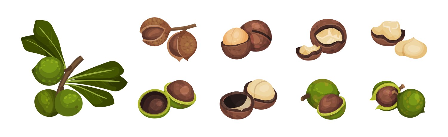 Macadamia nut with kernel in green peel set Vector Image