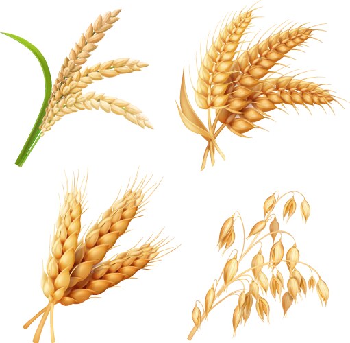 Barley Vector Images (over 37,000)