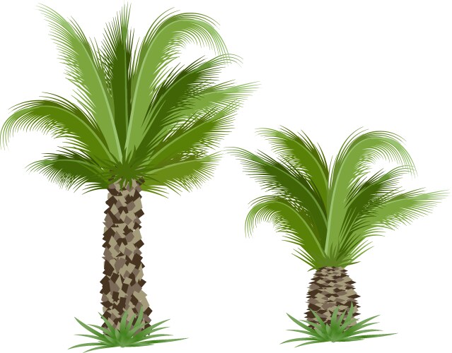 Palm tree on transparent background Royalty Free Vector