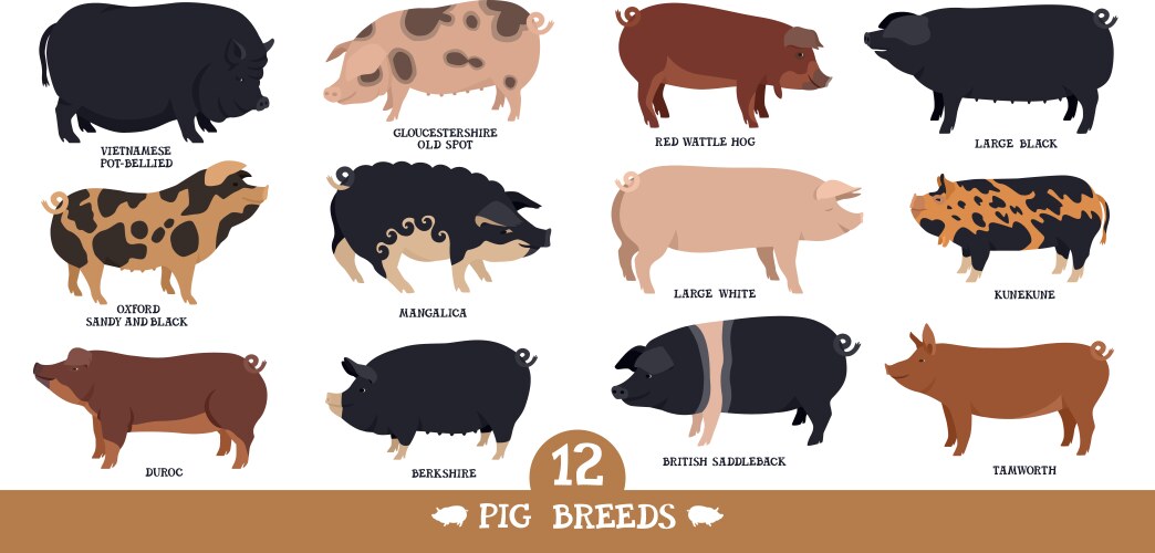 Duroc Pig Vector Images (40)