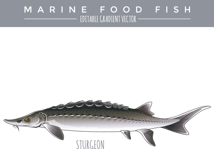 Salmon fish package mockup set realistic Vector Image