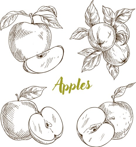 Apple Outline Sketch Vector Images (over 4,400)