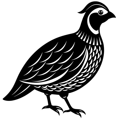 Quail side view on white Royalty Free Vector Image