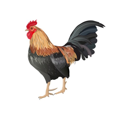 Colorful realistic rooster Royalty Free Vector Image
