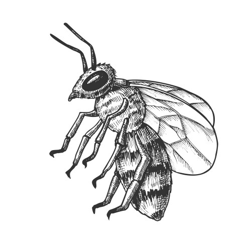Bee Side View Vector Images (over 110)