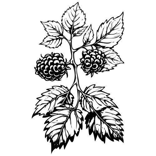 Bramble Vector Images (over 1,400)