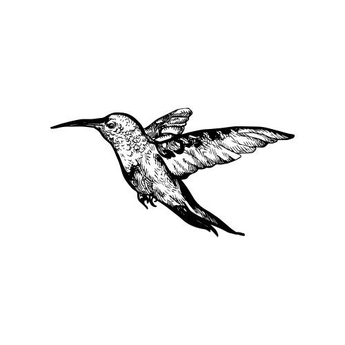 Hummingbird Outline Vector Images (over 2,900)