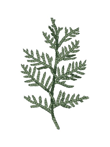 Cedar Vector Images (over 10,000)