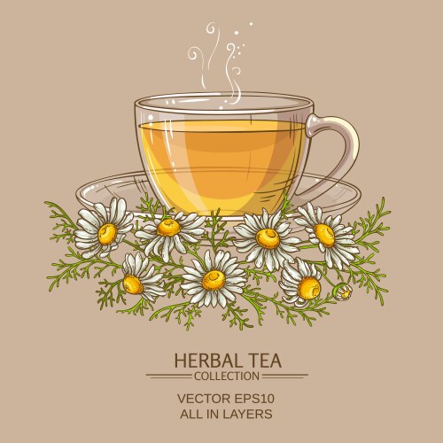 Chamomile tea Royalty Free Vector Image - VectorStock