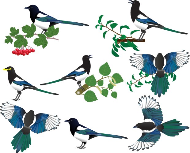 Magpie Vector Images (over 1,500)