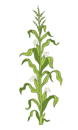 Maize plant diagram infographic elements Vector Image