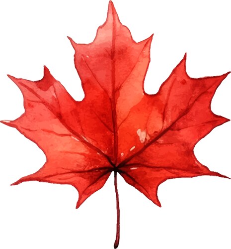 Hand drawn maple leaf Royalty Free Vector Image
