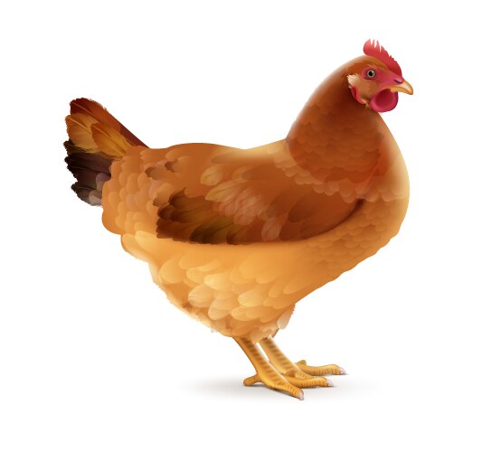 Hen Vector Images (over 44,000)