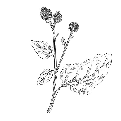 Gobo Vector Images (53)